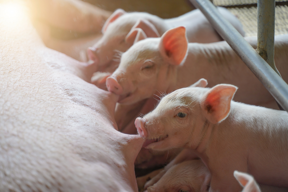 Pig production: fast forward to 2043 - Food security