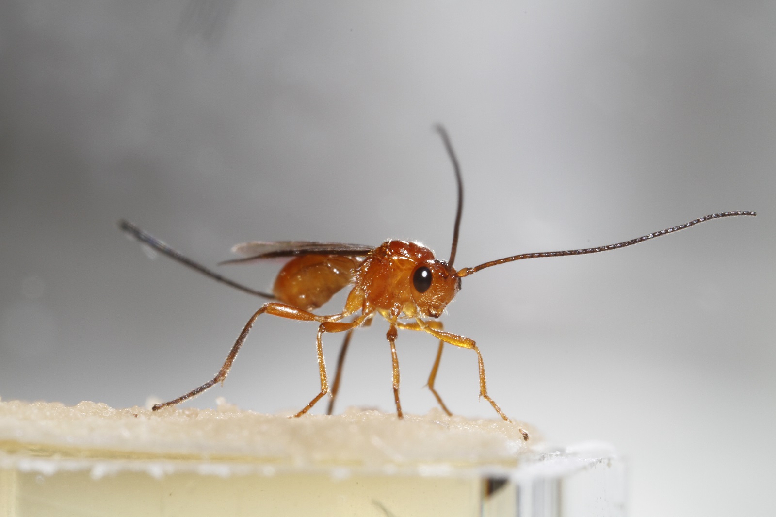 Parasitic wasp inspires advancements in surgery - Spotlight