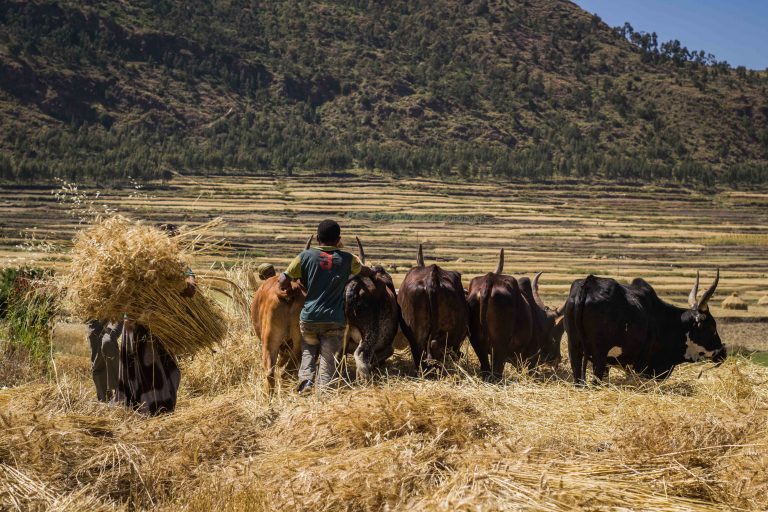 Seeds for Africa - Spotlight