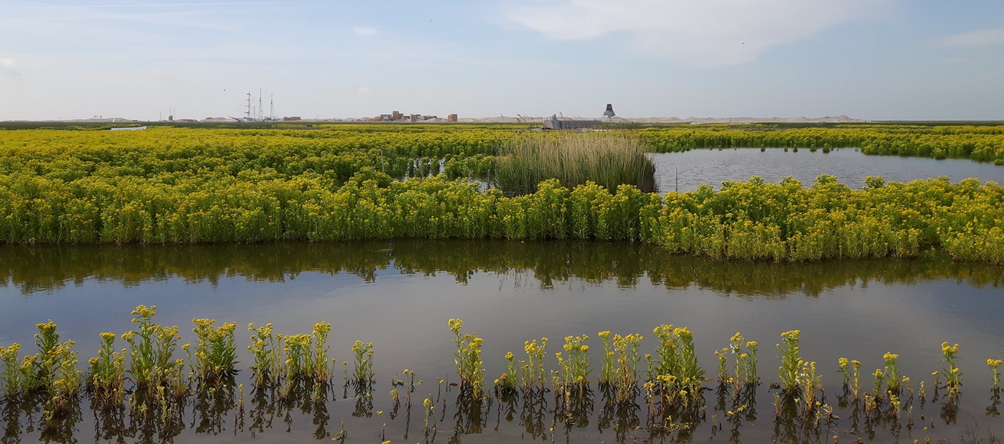 Rewilding nature in the Netherlands and Europe - Spotlight