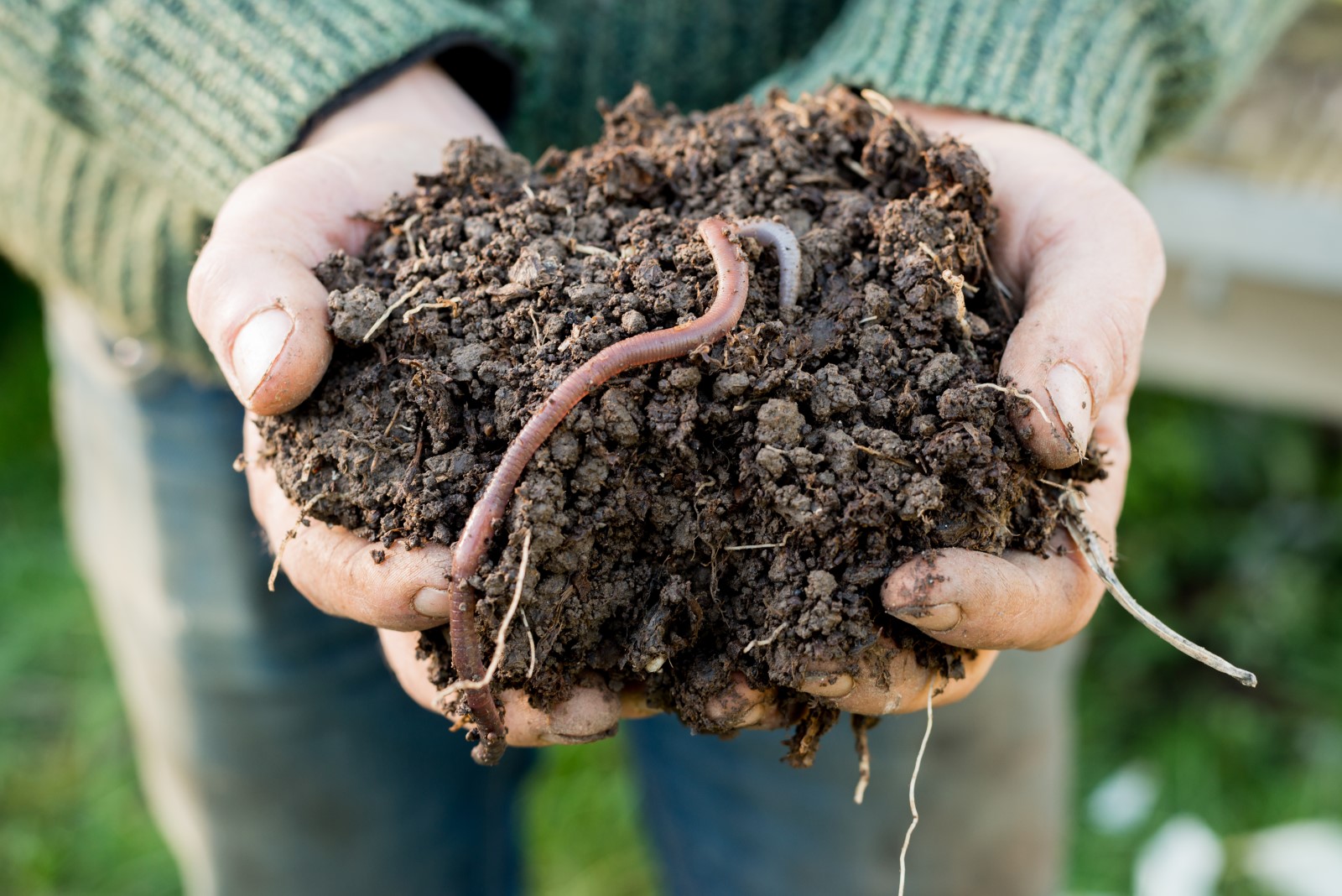 Less Fertiliser Thanks To Earthworms Spotlight Less Fertiliser Thanks To Earthworms Spotlight
