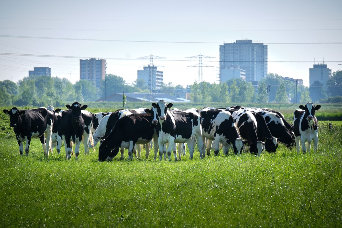 Unravelling the secrets of the cow - Spotlight